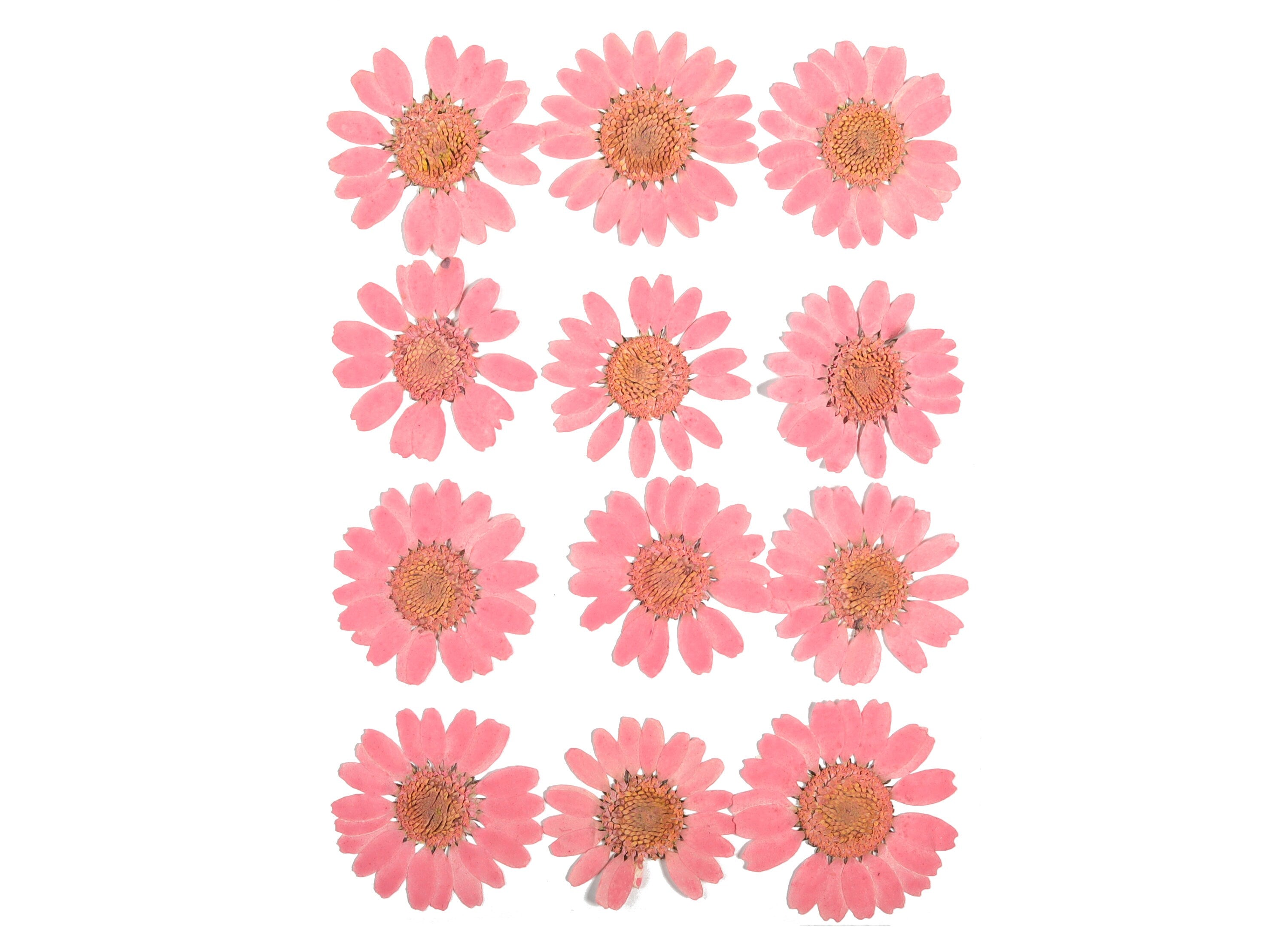Daisy Flower Tumblr Pink
